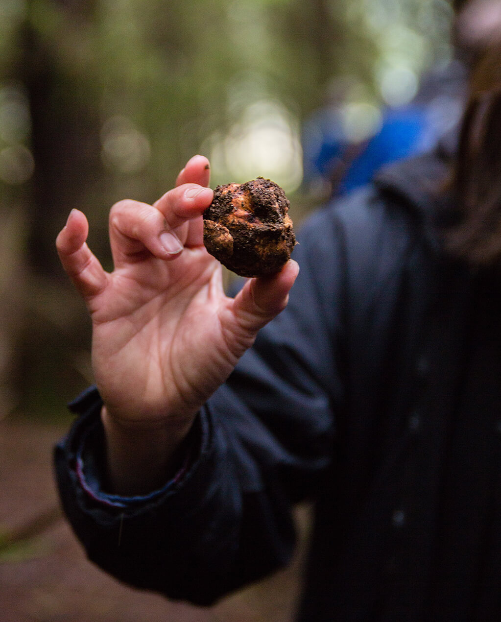 Truffle Forays Gallery - Oregon Truffle Festival